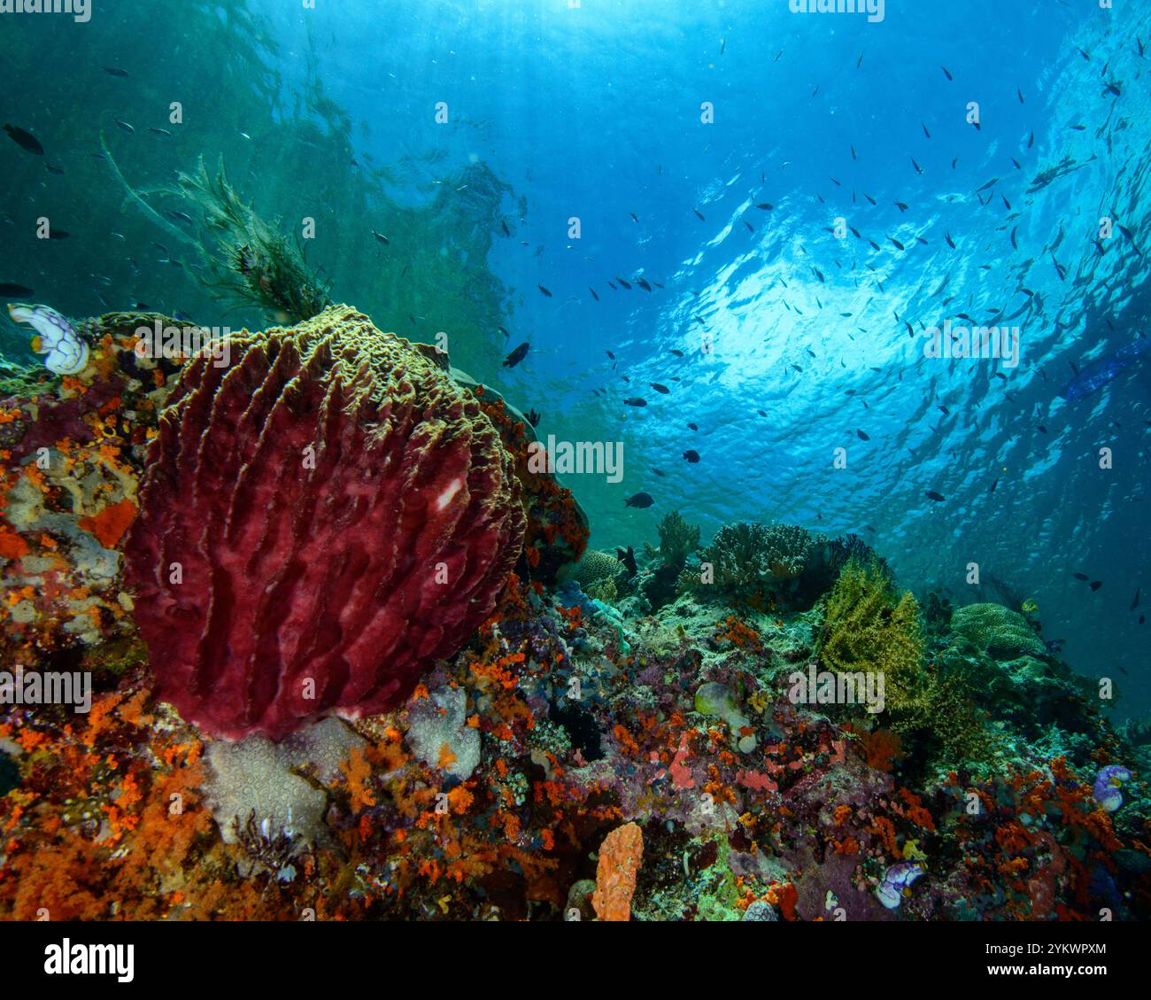 barrel sponge and coral reef raja ampat Stock Photo - Alamy