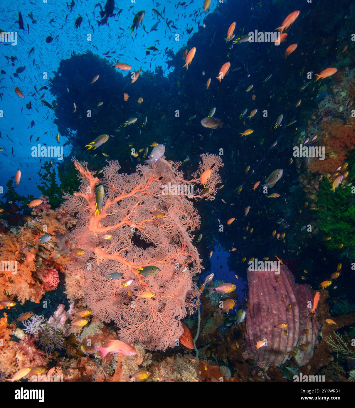 coral reef raja ampat Stock Photo - Alamy