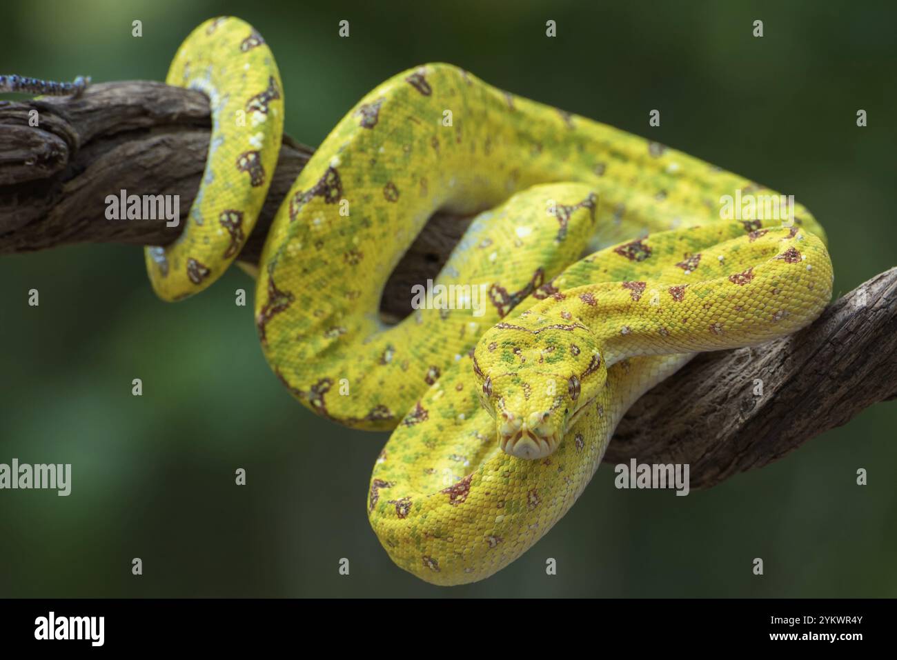 Snakes green reptile hi-res stock photography and images - Alamy