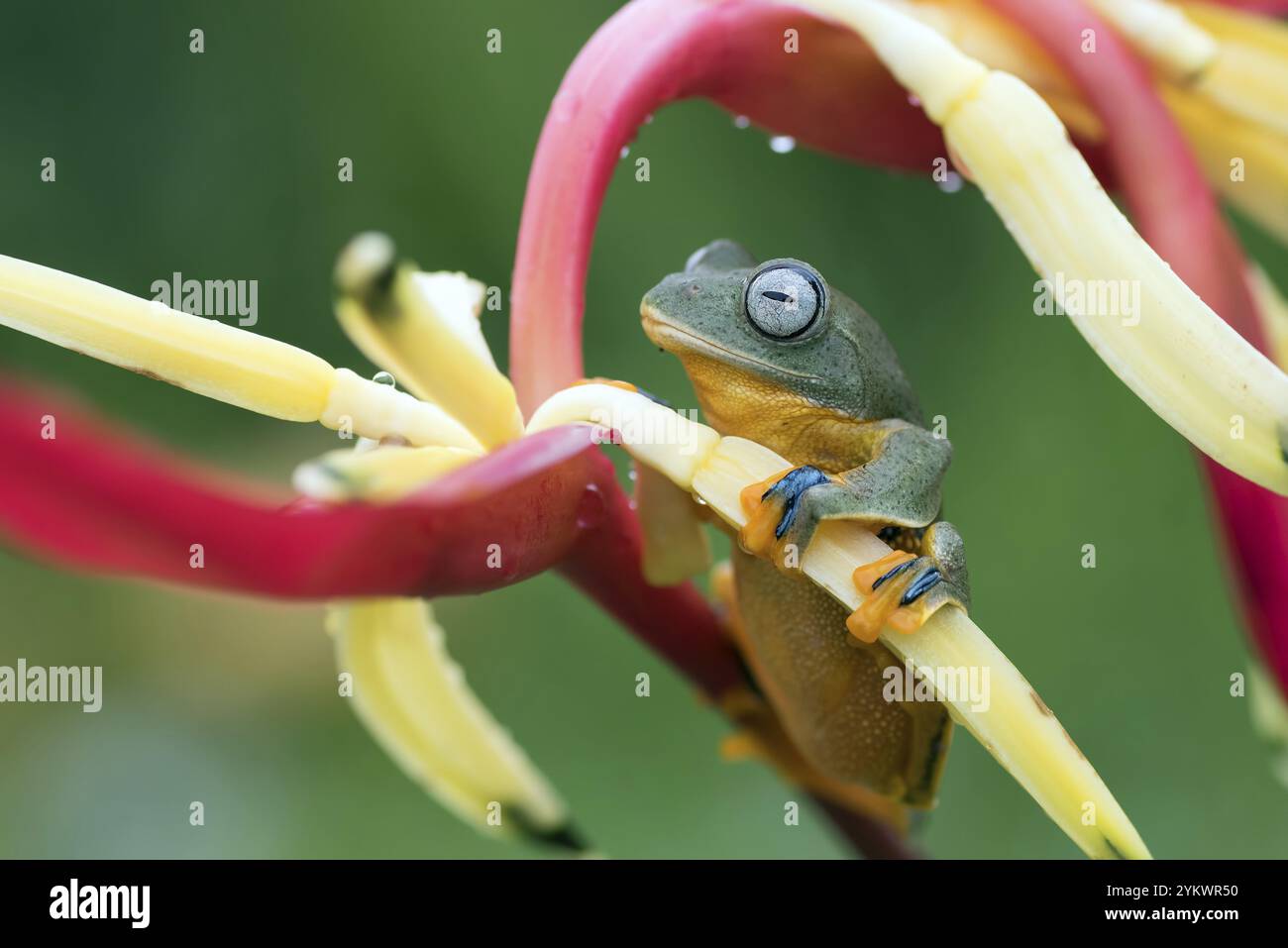 Black webbed tree frog on a flower Stock Photo - Alamy