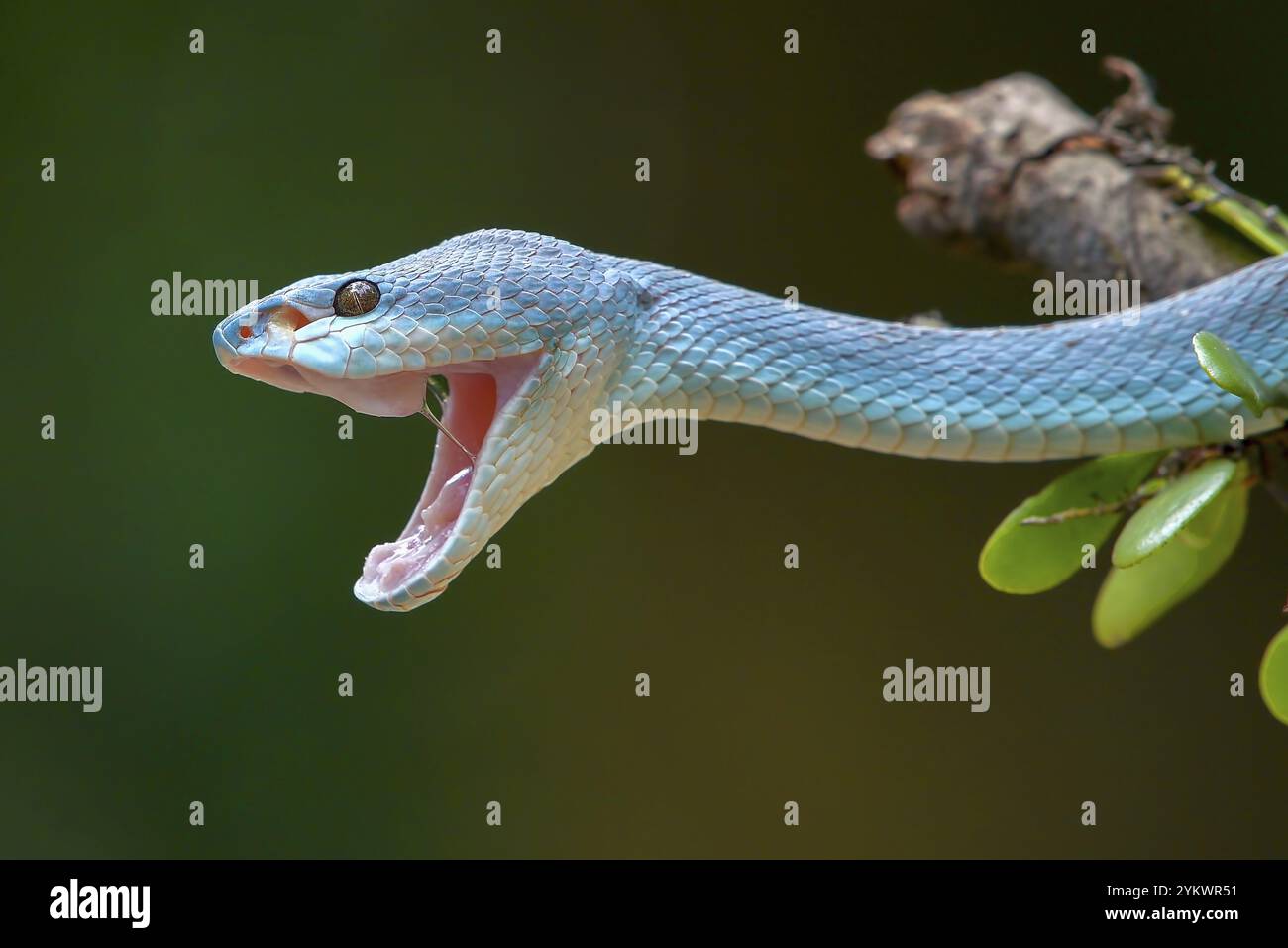 The white-lipped island pit viper on tree branch Stock Photo - Alamy