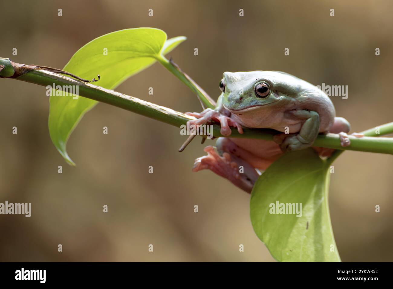 Holarctic tree frog hi-res stock photography and images - Alamy
