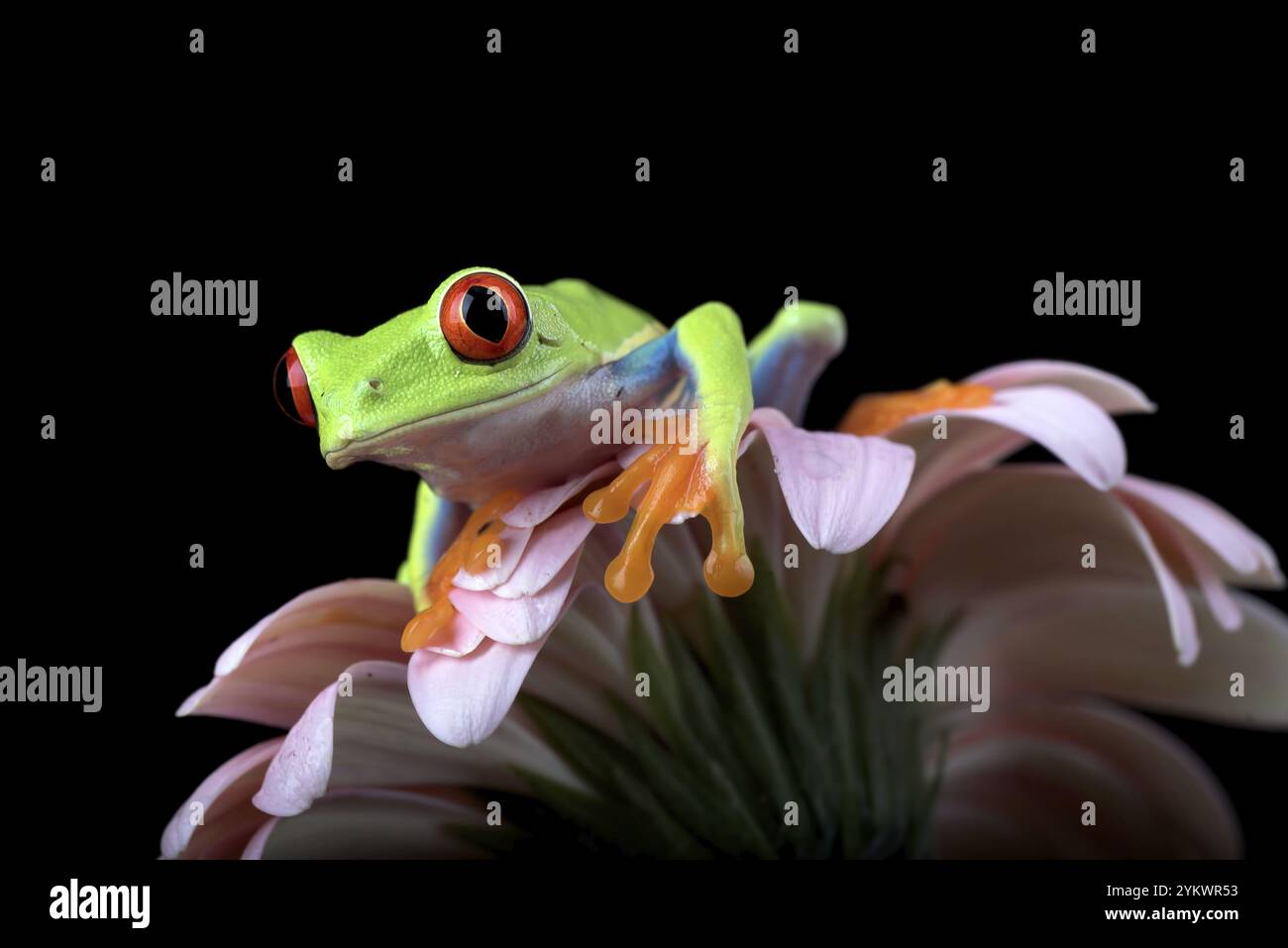 Bufonidae many hi-res stock photography and images - Alamy