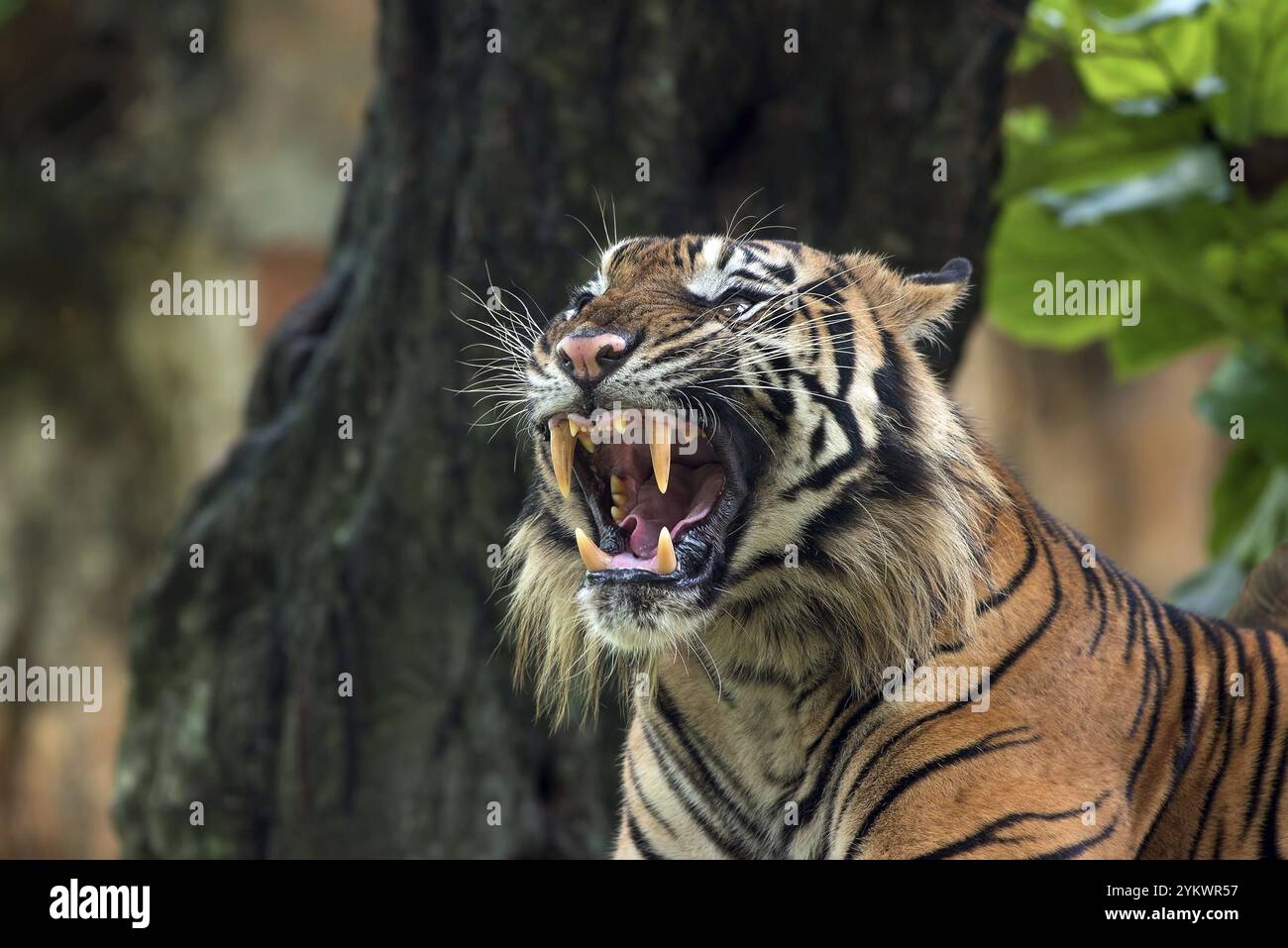Big adult sumatran tiger with scary face Stock Photo - Alamy