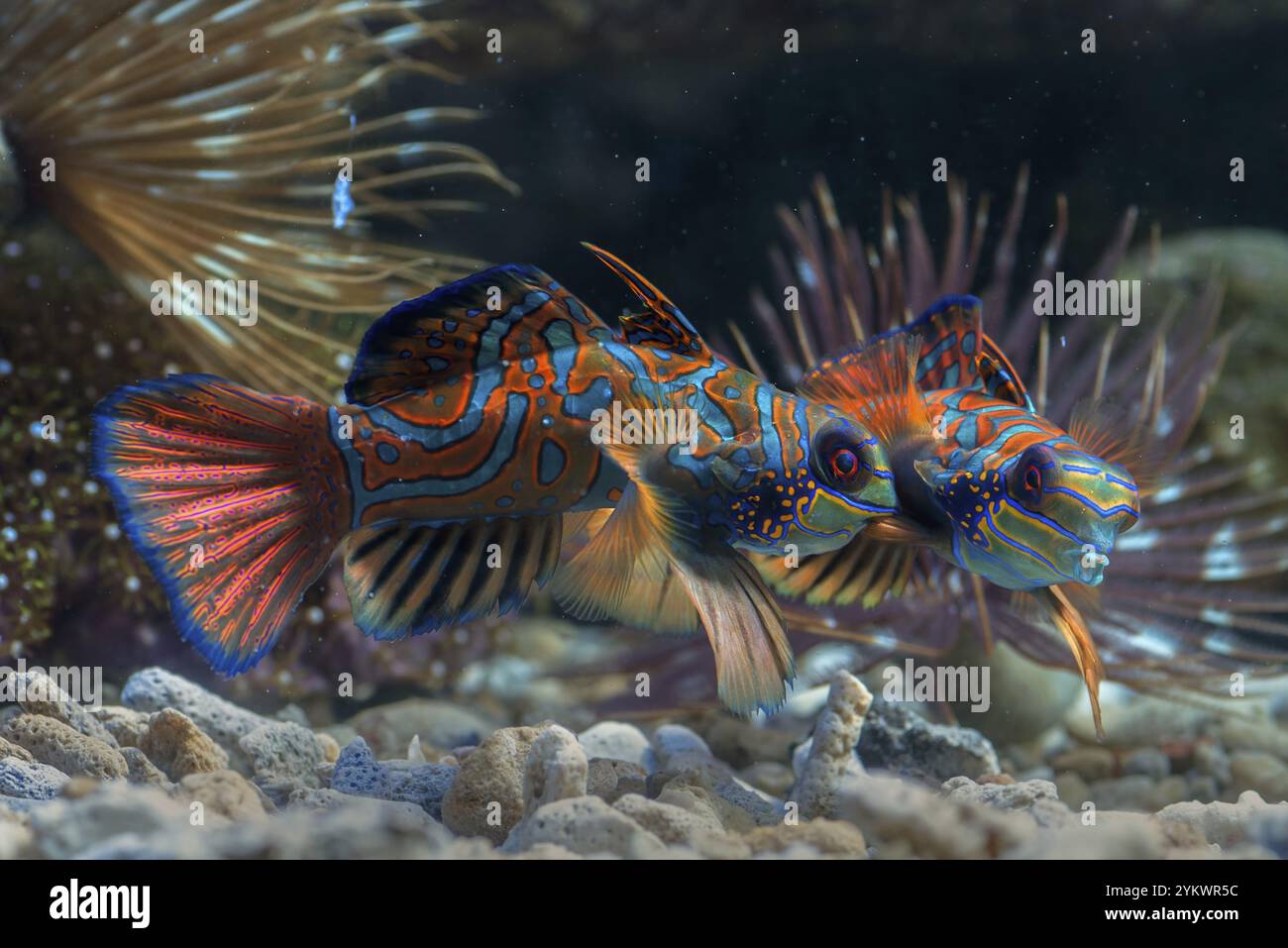 Mandarin dragonet synchiropus splendidus hi-res stock photography and ...
