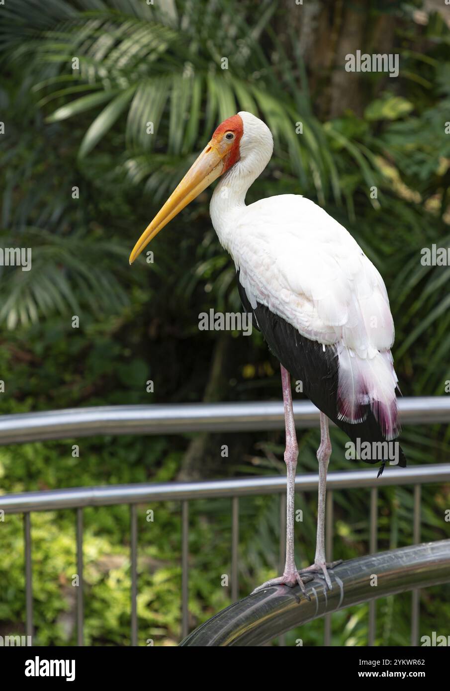 Images of wood storks hi-res stock photography and images - Alamy