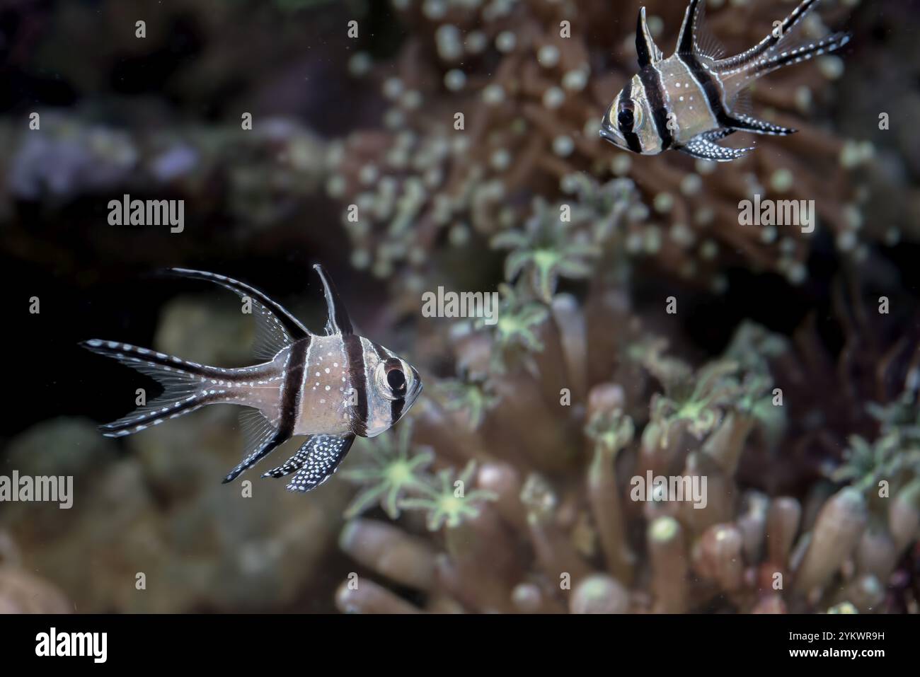 Beautiful banggai cardinal fish at coral reef Stock Photo - Alamy