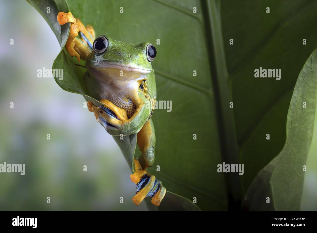 Green tree flying frog (Rhacophorus reinwarditii) on a leaf Stock Photo ...