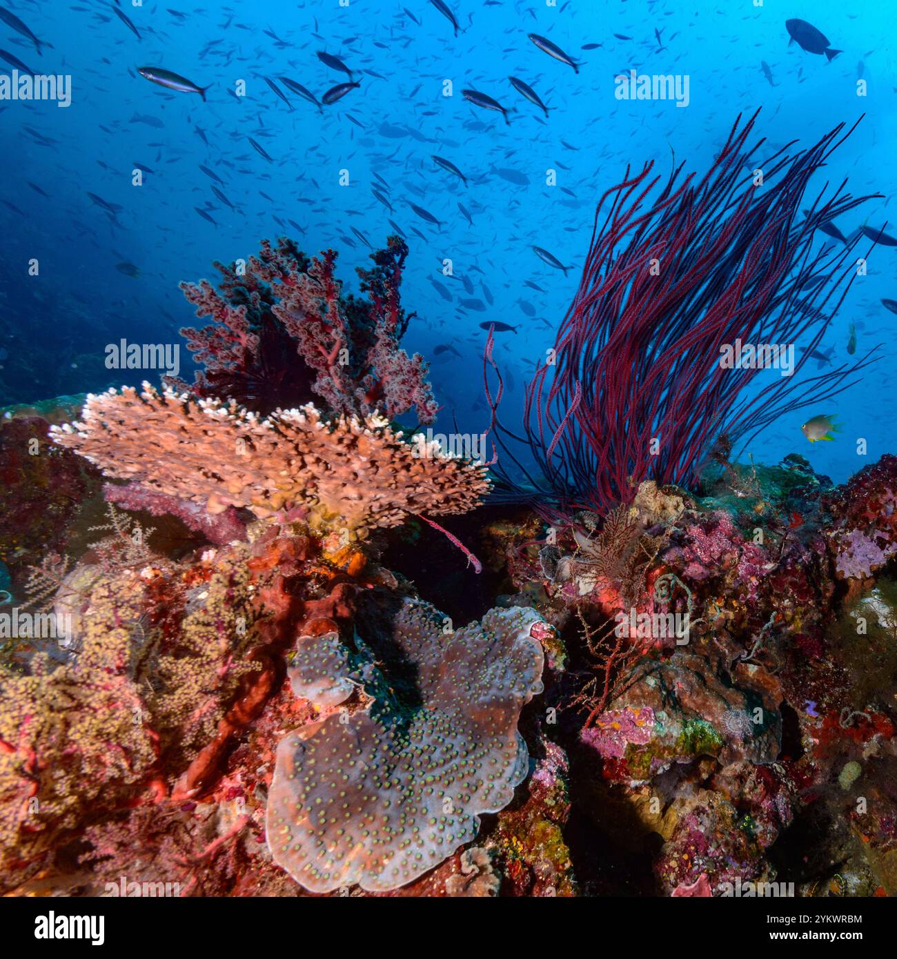 coral reef raja ampat Stock Photo - Alamy