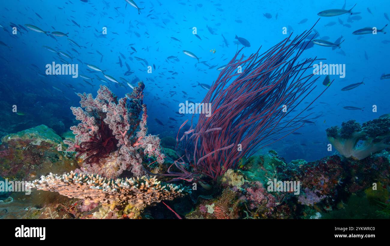 coral reef raja ampat Stock Photo - Alamy