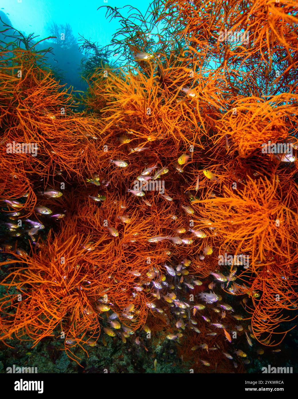 flower cardinalfish shoal raja ampat Stock Photo - Alamy