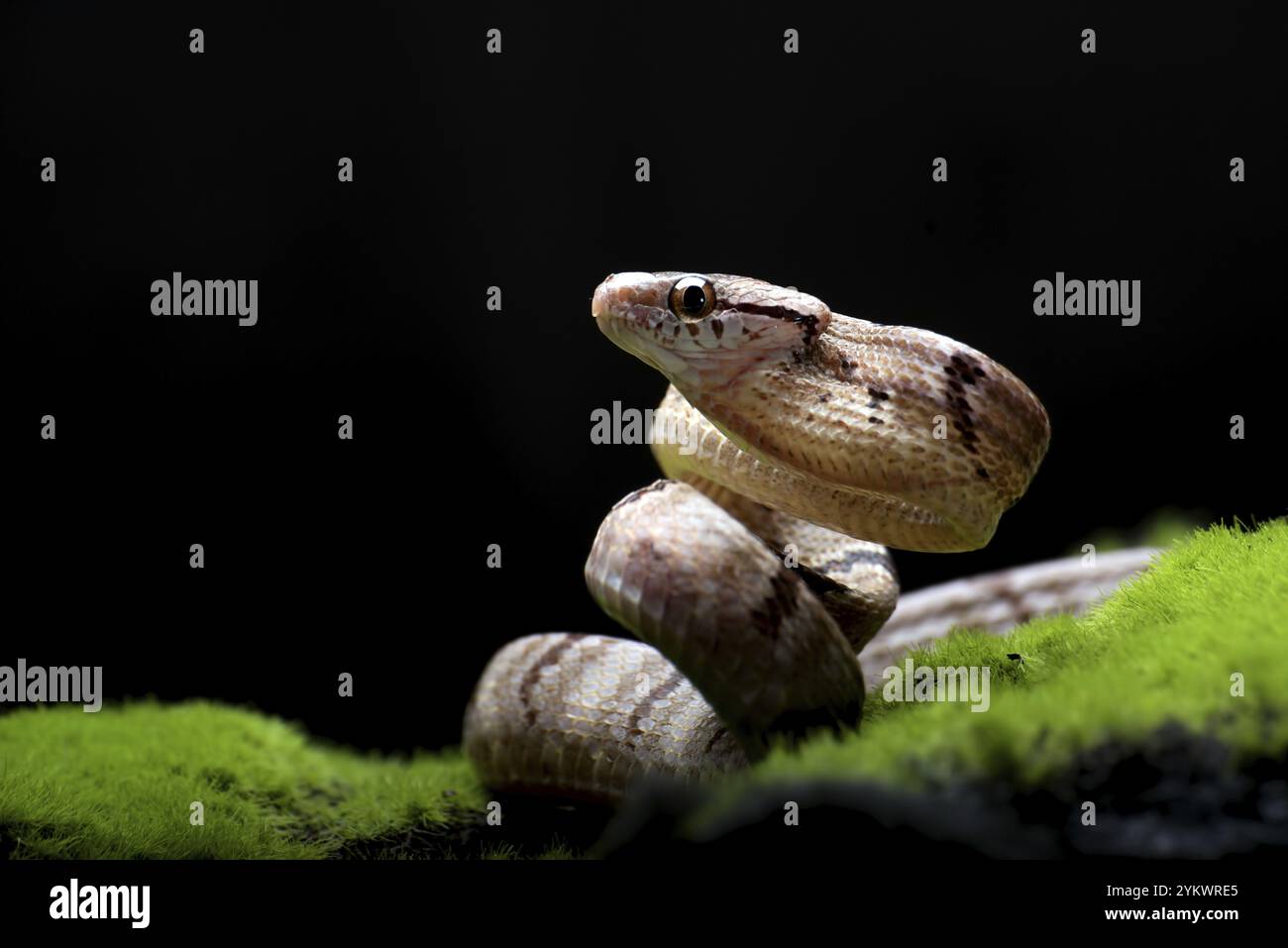 Dog-toothed Cat Snake in attack position Stock Photo - Alamy