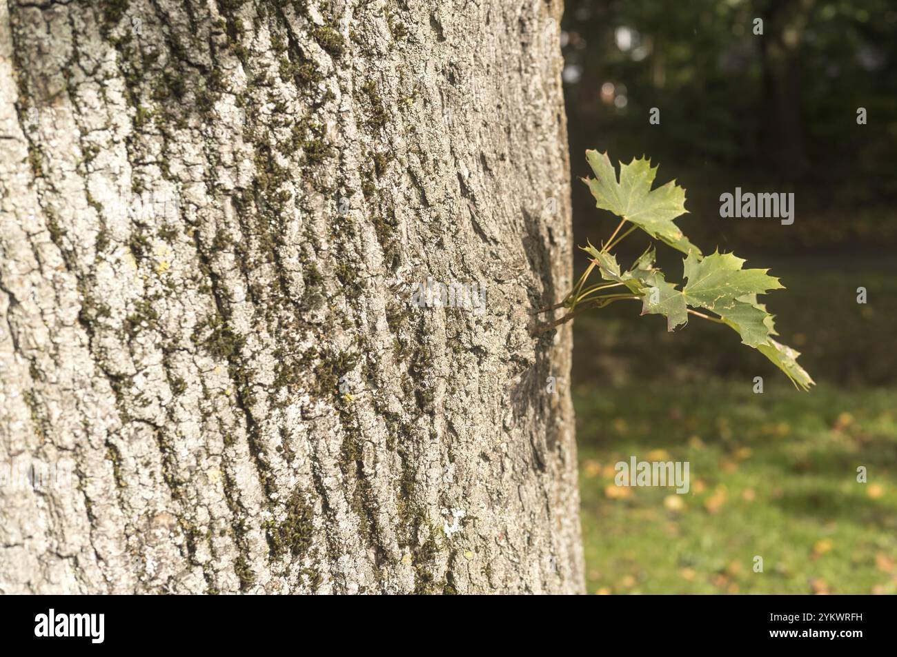 Old thick tree with small new branch Stock Photo - Alamy