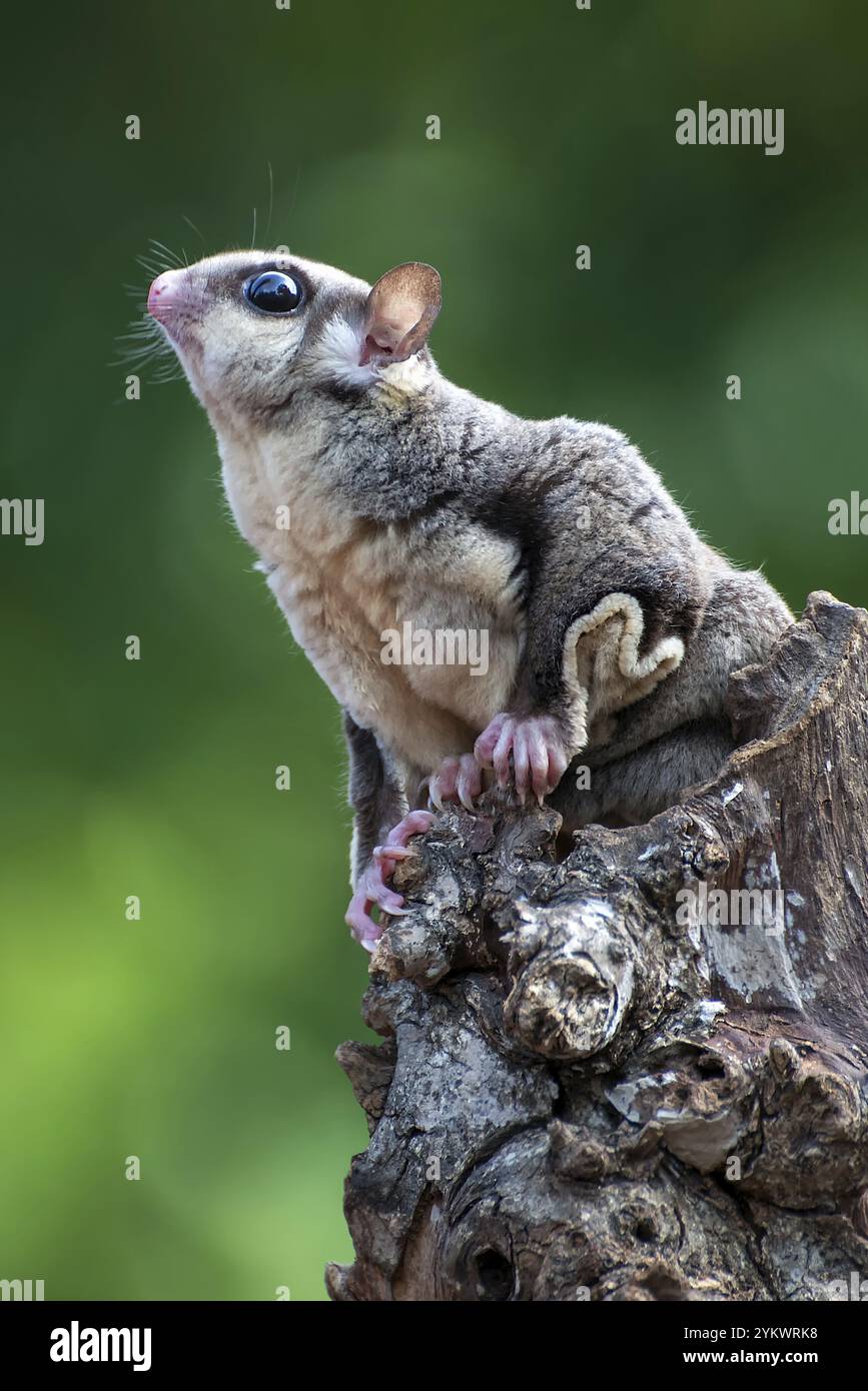 Sugar glider (Petaurus breviceps) on tree branch Stock Photo - Alamy