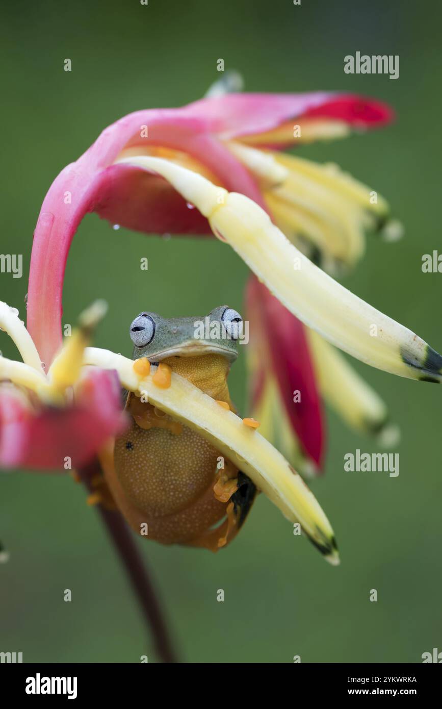 Black webbed tree frog on a flower Stock Photo - Alamy