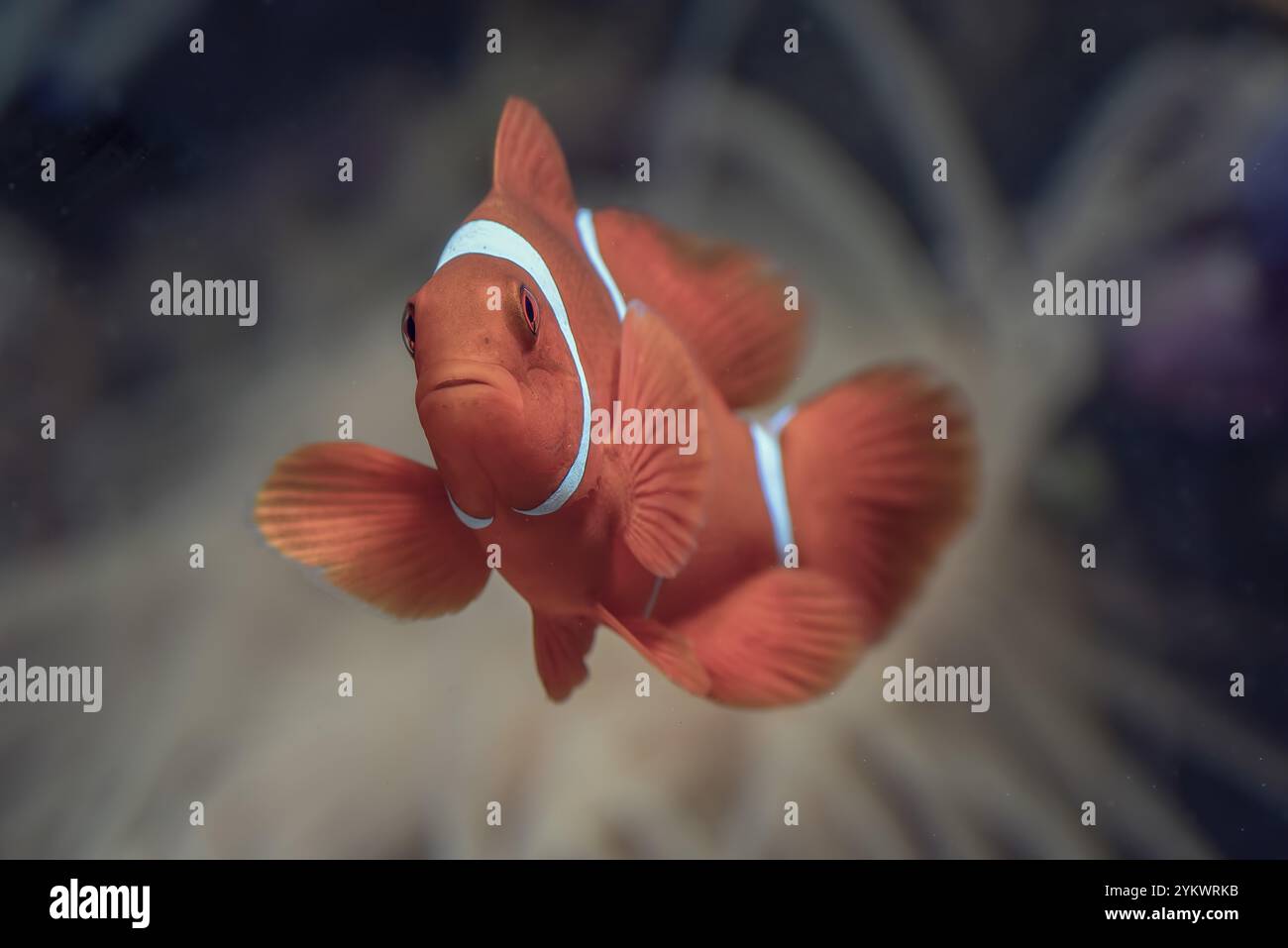 Costumed swimming hi-res stock photography and images - Alamy