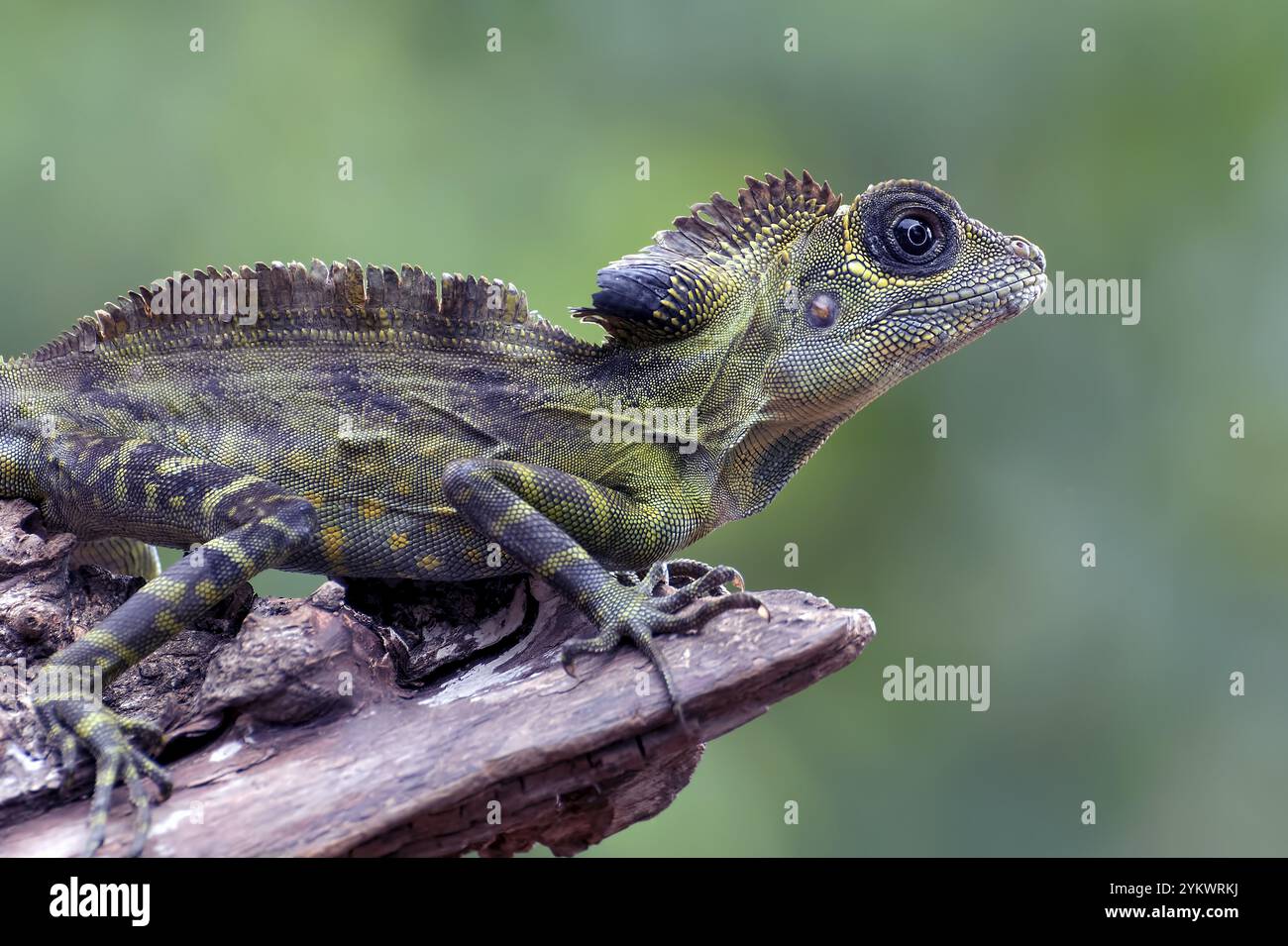Boyd forest dragon lizard on a tree Stock Photo - Alamy