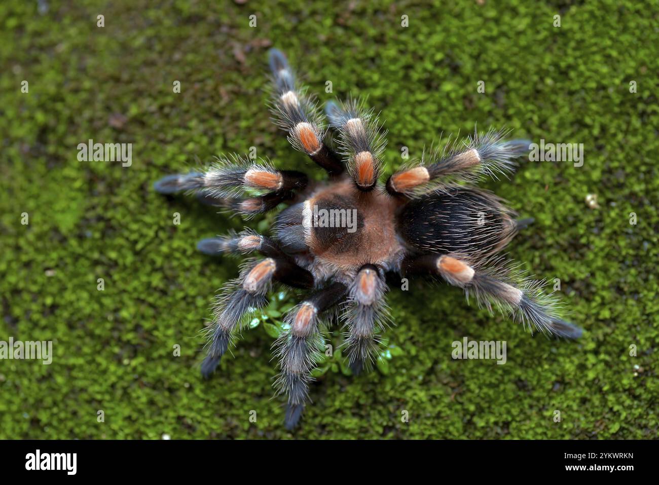 Top view of spiders hi-res stock photography and images - Alamy