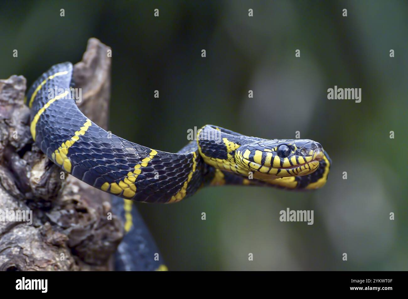 The gold-ringed cat snake in attacking position Stock Photo - Alamy