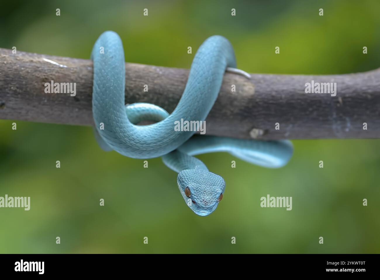 Trimesurus insularis also known as blue viper Stock Photo - Alamy