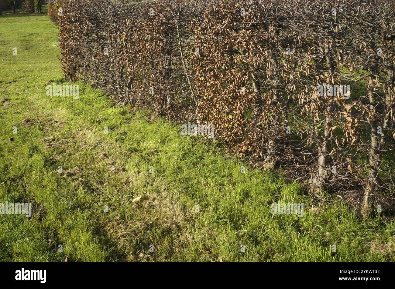 Long hedge of deciduous hornbeam trees with dry brown leaves in autumn ...
