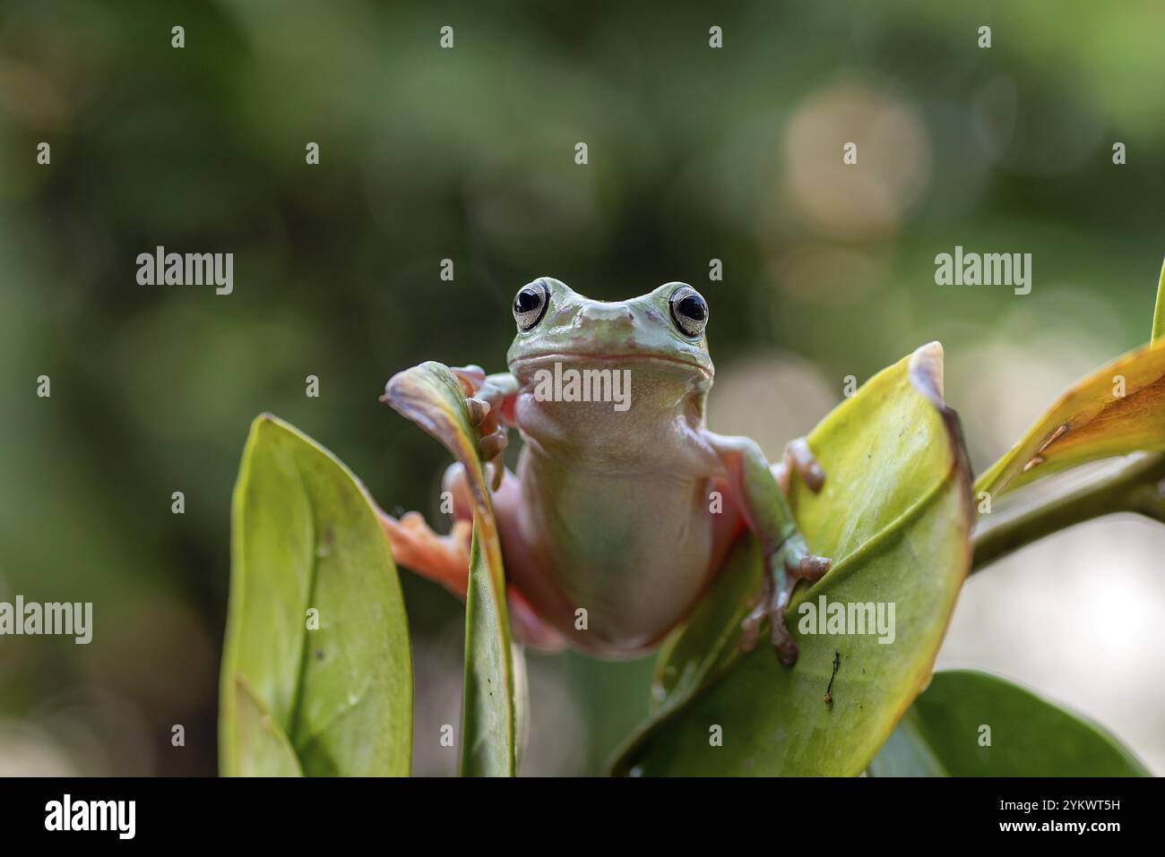White-lipped tree frog Stock Photo - Alamy