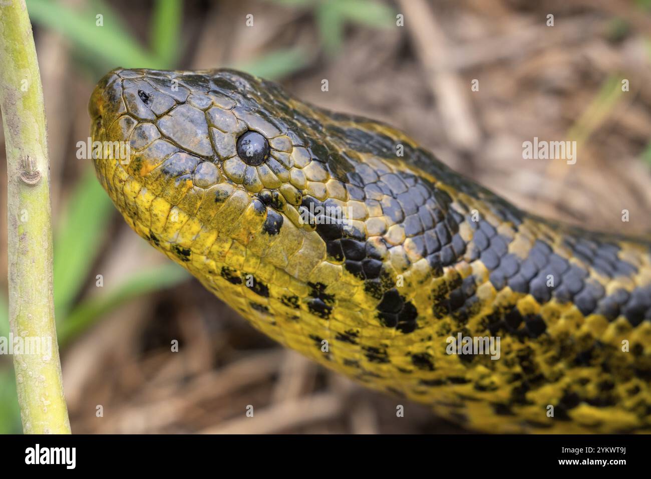 Yellow anaconda (Eunectes notaeus), also known as Paraguay anaconda or ...