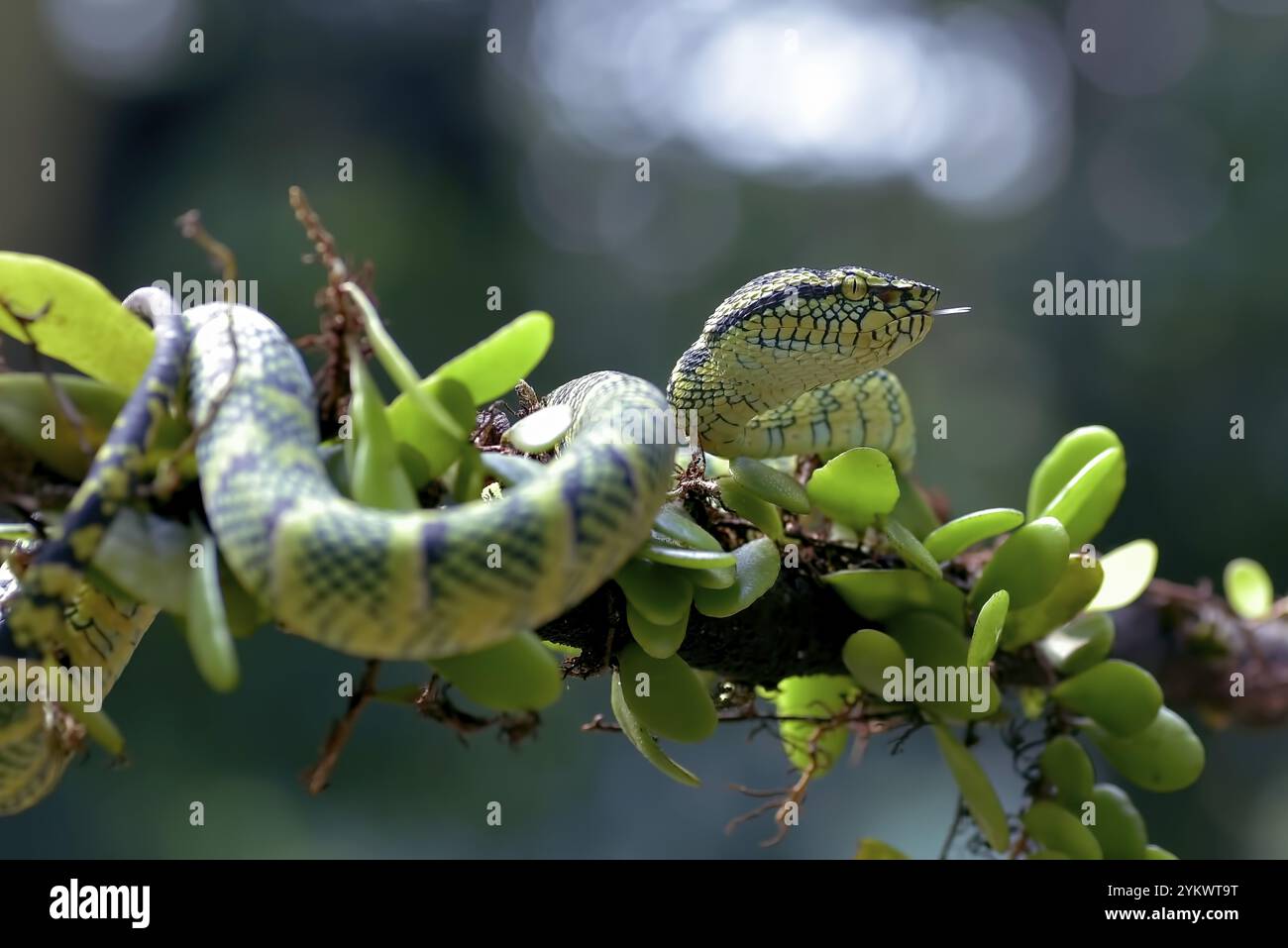 Temple pit viper raising its head Stock Photo - Alamy