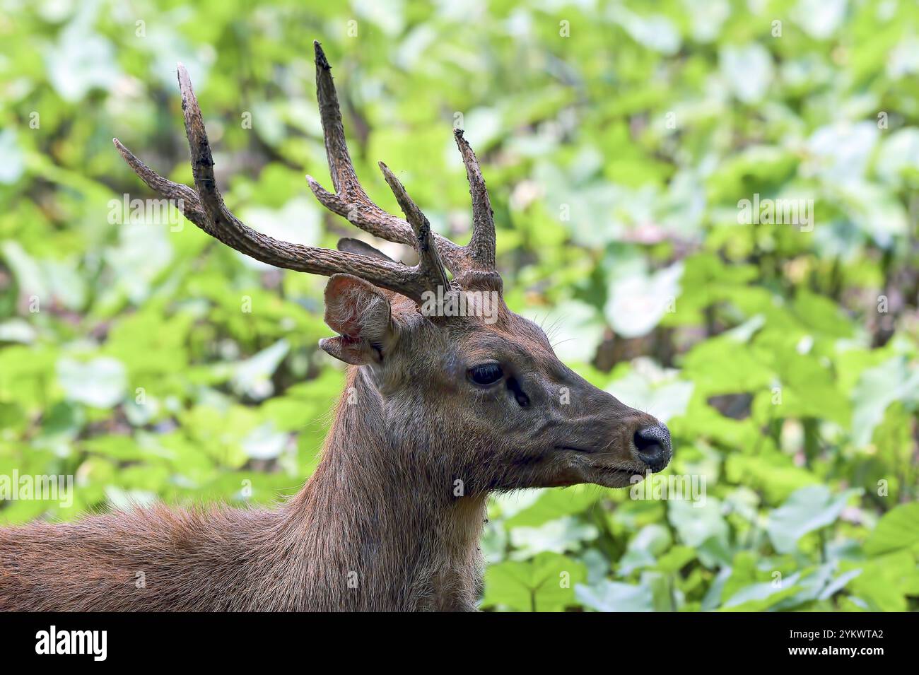 Male sambar deer with their pack Stock Photo - Alamy