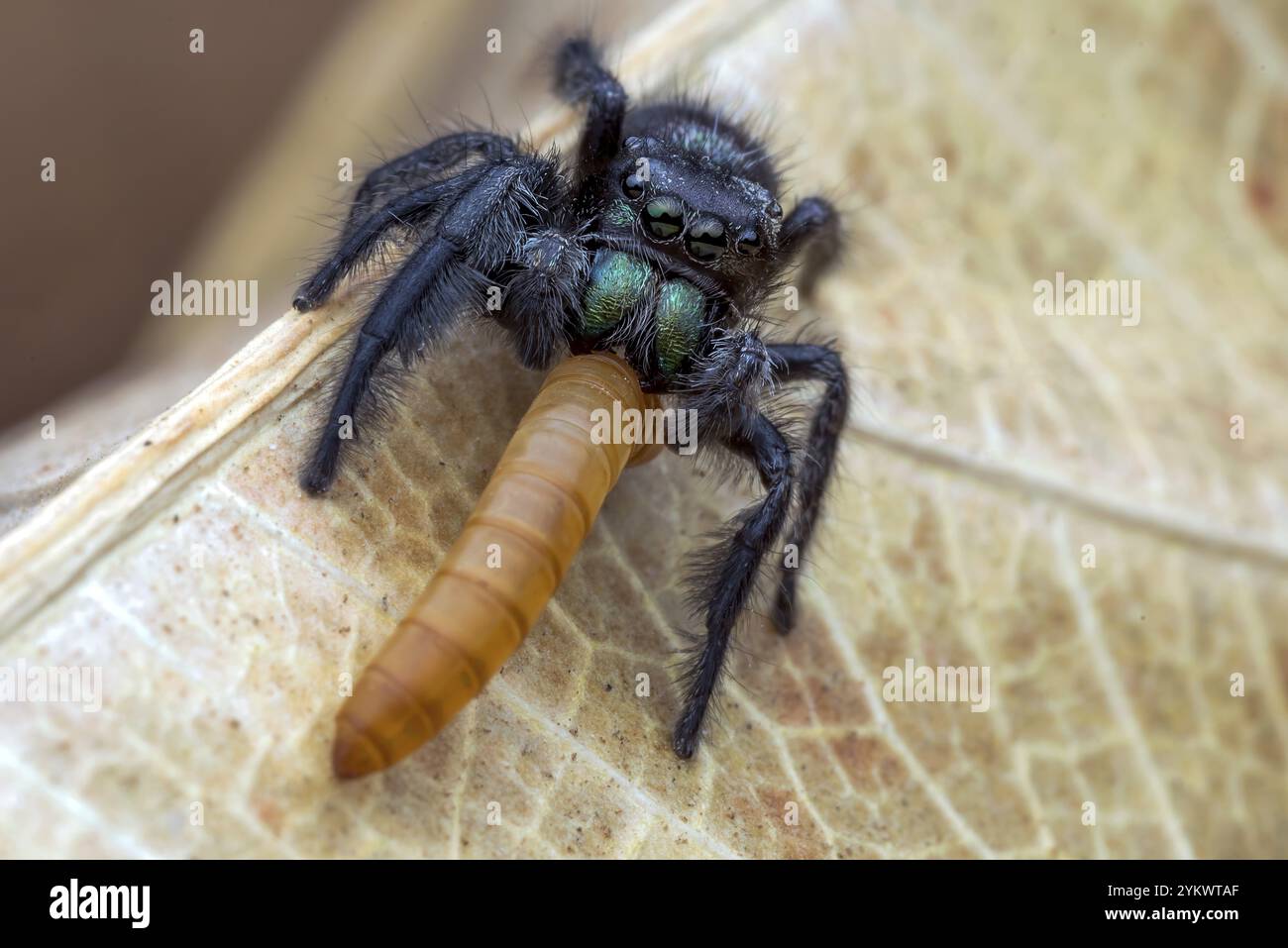 Jumping spider eating a prey Stock Photo - Alamy