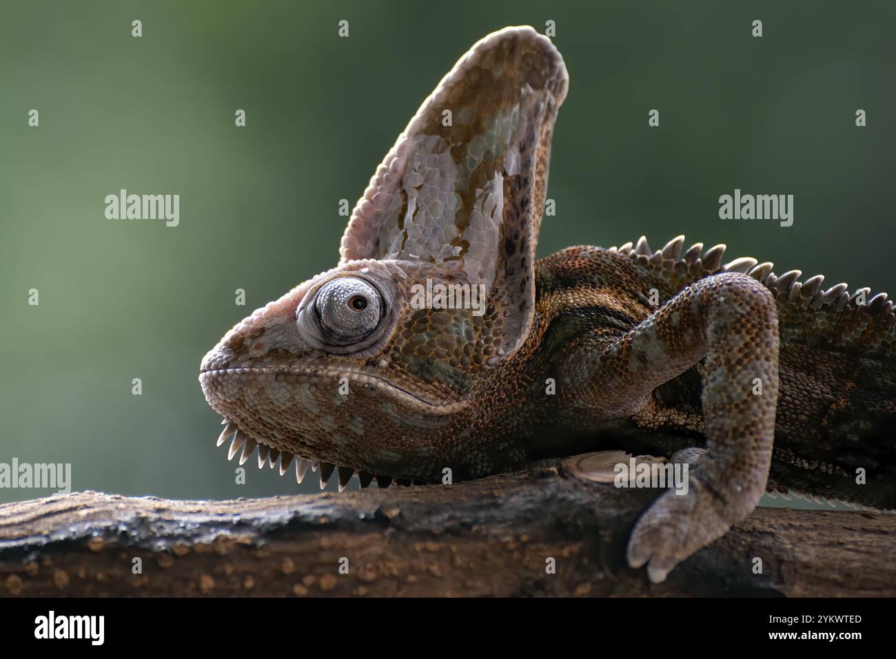 Veiled chameleon hanging on a tree Stock Photo - Alamy