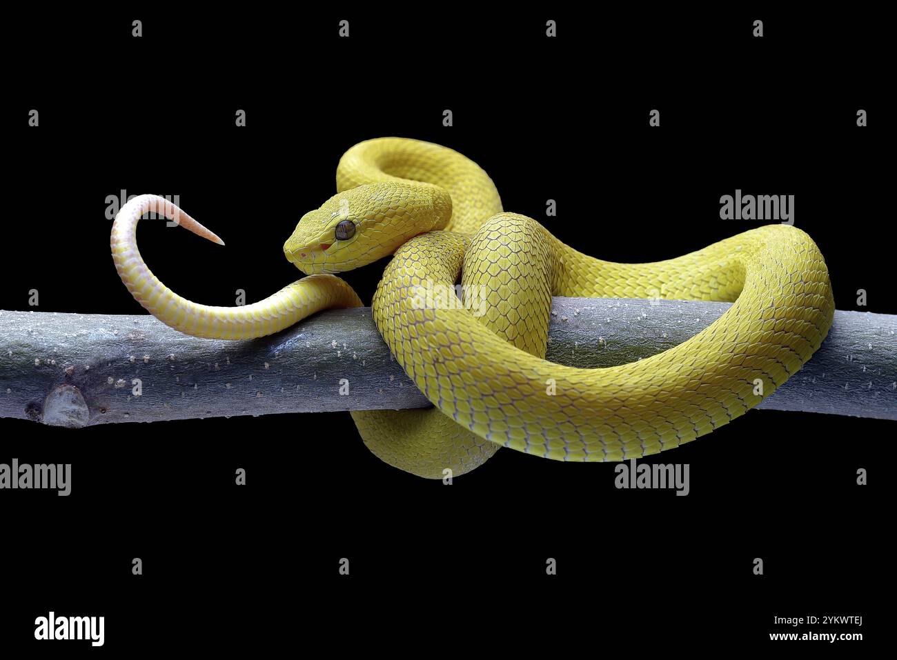 White-lipped tree viper, is a venomous pit viper species endemic to ...