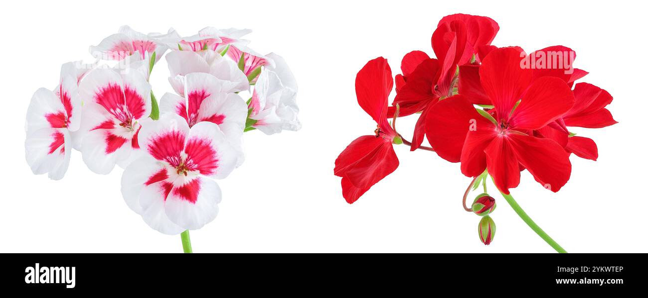 flowers of geranium isolated on white background Stock Photo - Alamy
