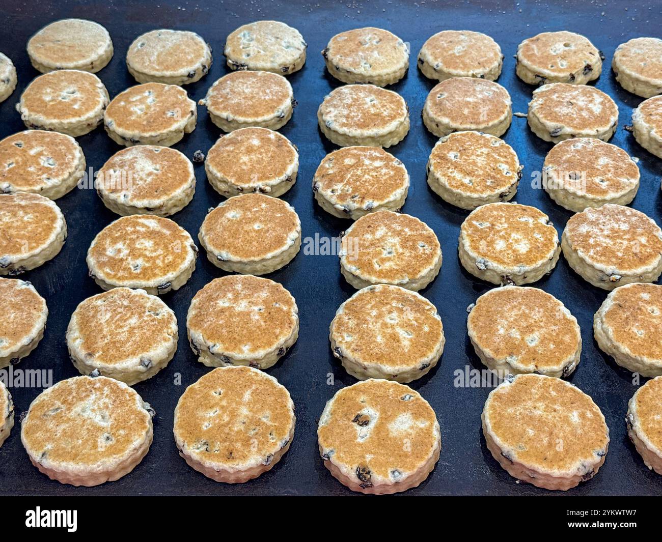 Rows of traditional Welsh cakes baking on a hot griddle Stock Photo - Alamy