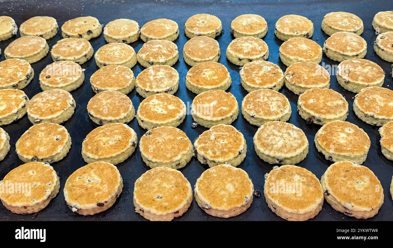 Rows of traditional Welsh cakes baking on a hot griddle Stock Photo - Alamy