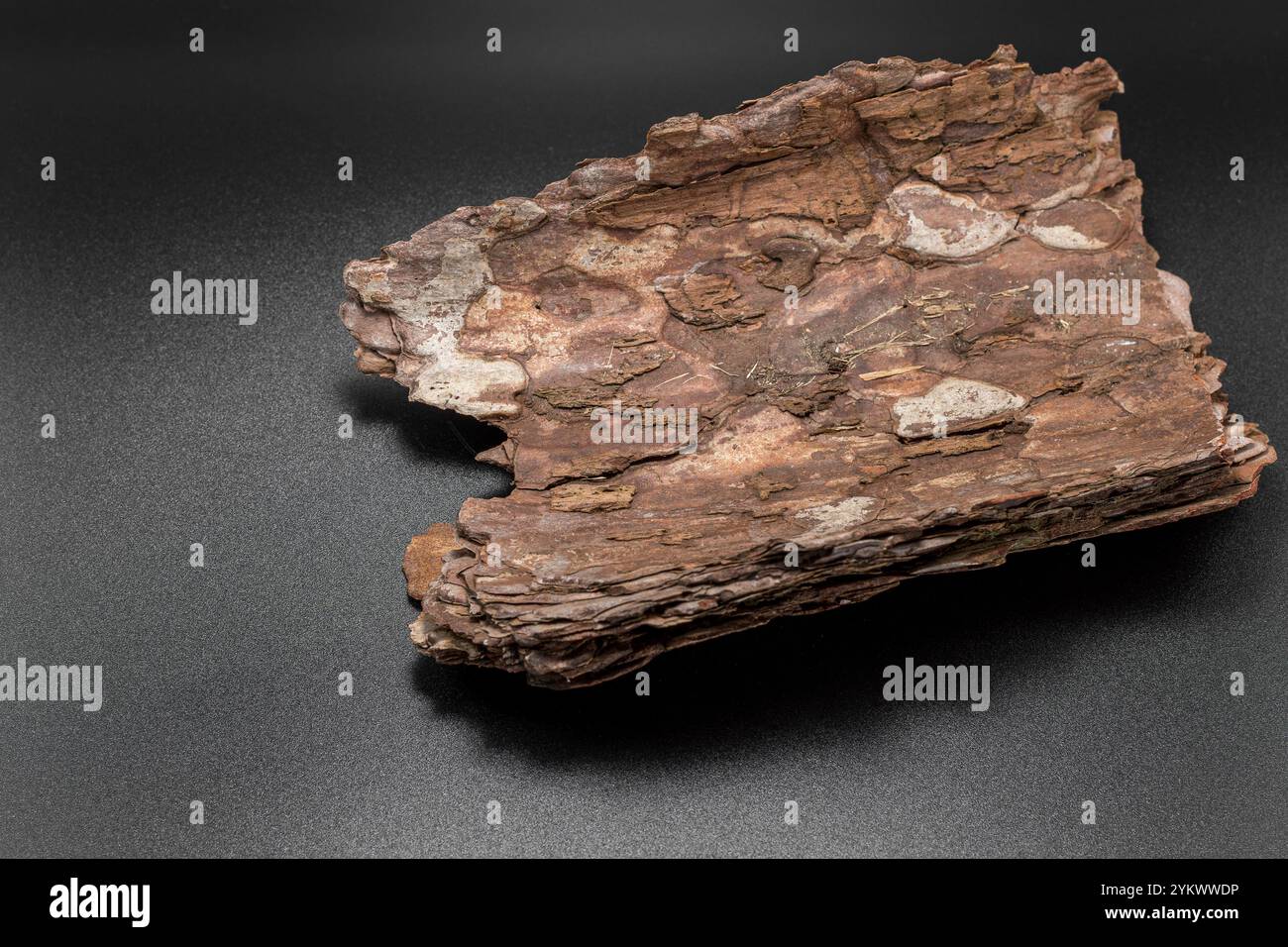 Natural Texture: Black Background with Mountain Pine Bark in Foreground ...