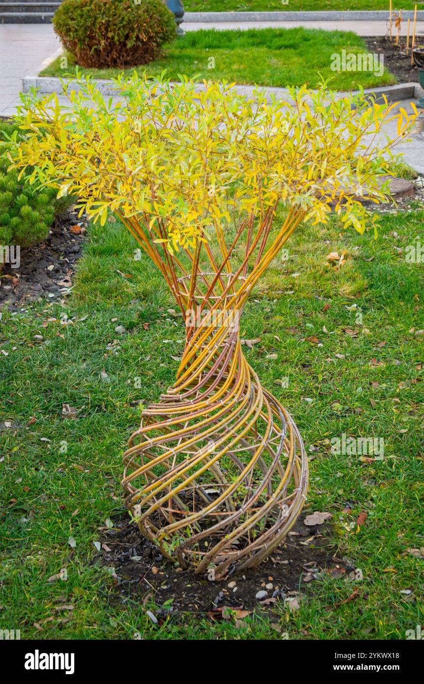 The bush is formed into a vase shape using a metal frame Stock Photo ...