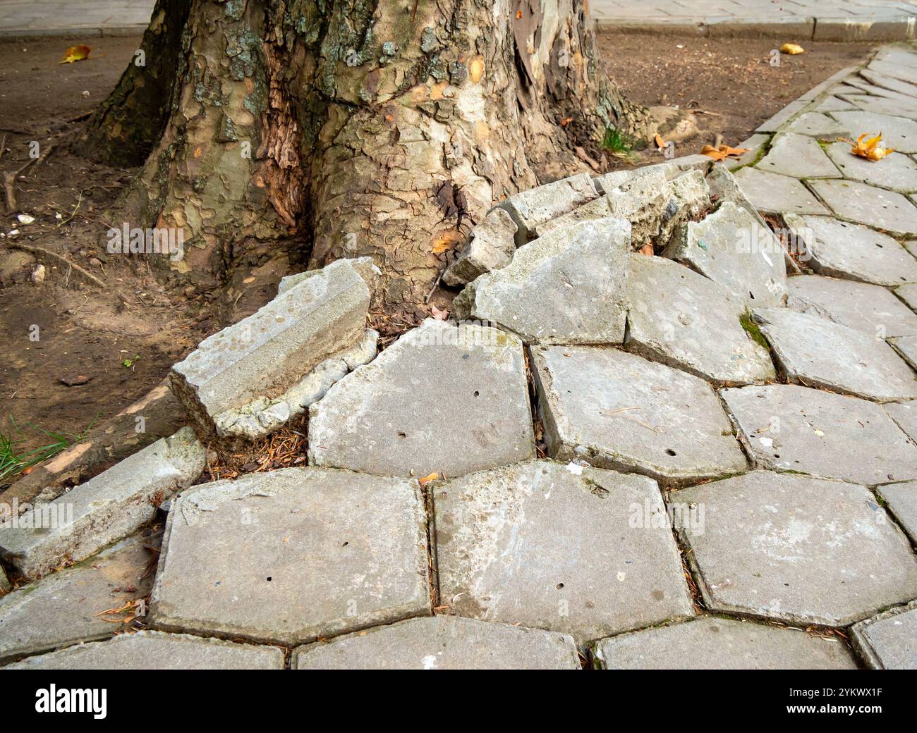 Destruction of paving slabs by the roots of a growing tree Stock Photo ...