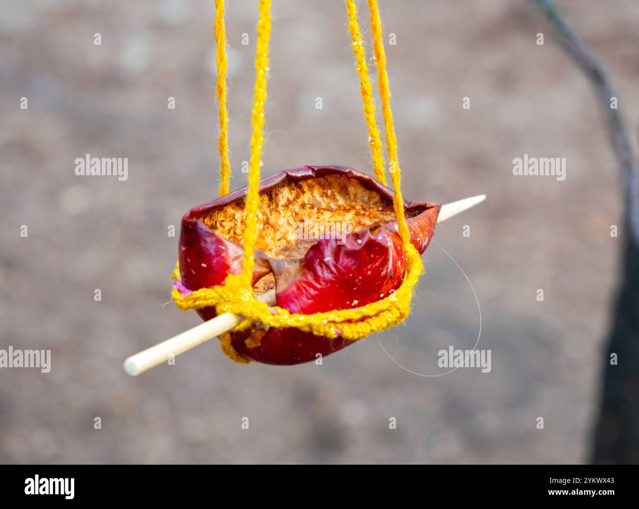 Hanging half an apple as a bird feeder Stock Photo - Alamy