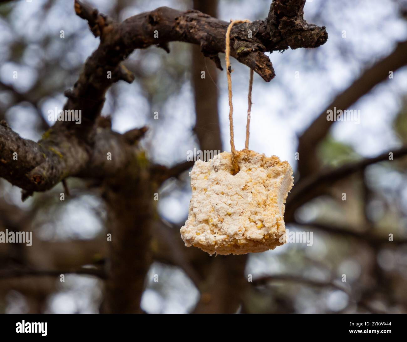 Suet bird food trunk hi-res stock photography and images - Alamy