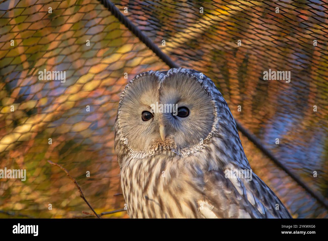 bird Strix uralensis, Ural Owl Aves, Strigiformes, Strigidae Stock ...