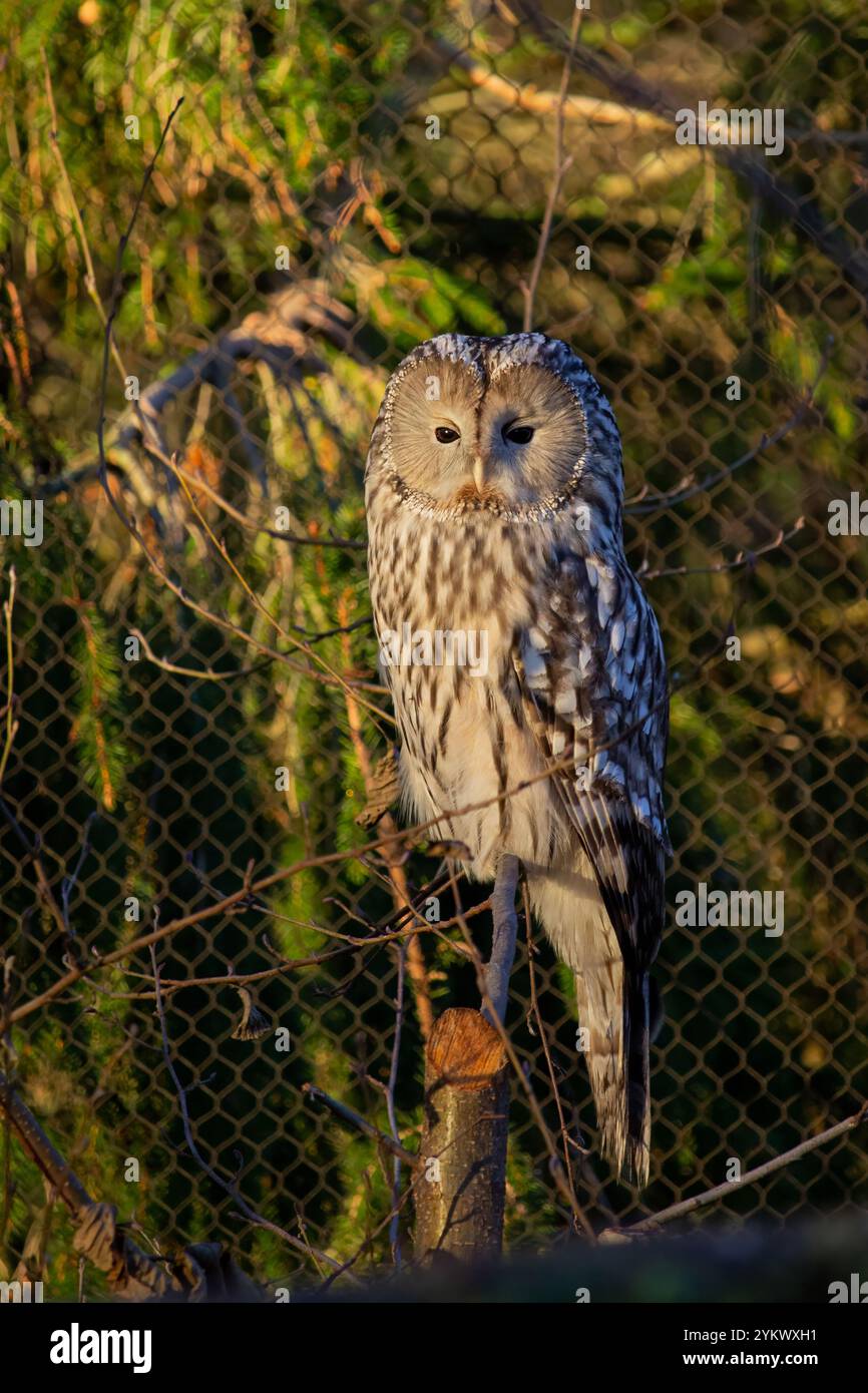 Portrait wild ural owl hi-res stock photography and images - Alamy