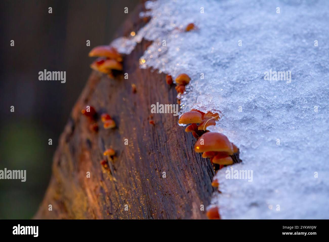 Flammulina velutipes ( velvet foot) winter mushrooms growing from stump ...