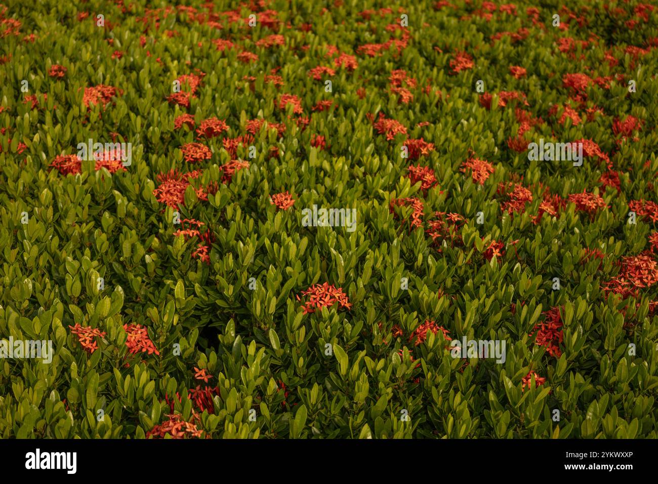 A field of red flowers with green leaves. The flowers are scattered ...