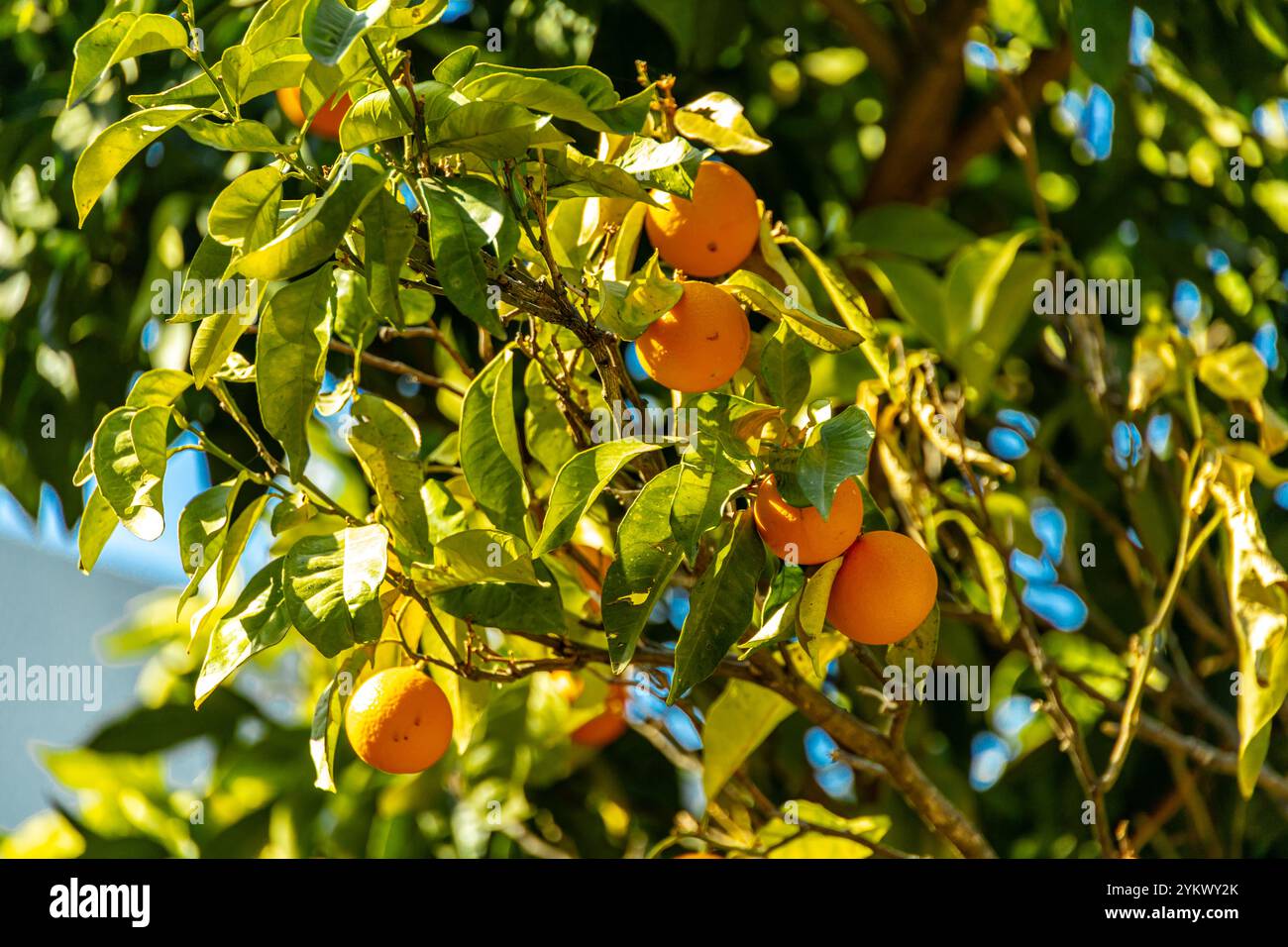 Hike to the highest point of the Greek island of Kos in the South ...