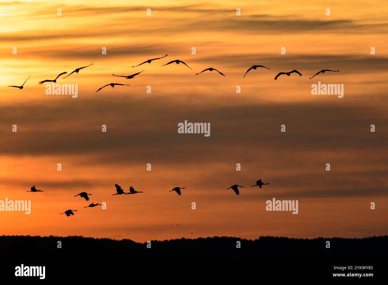 Flying group of Common Cranes (Grus grus) during autumn migration in ...