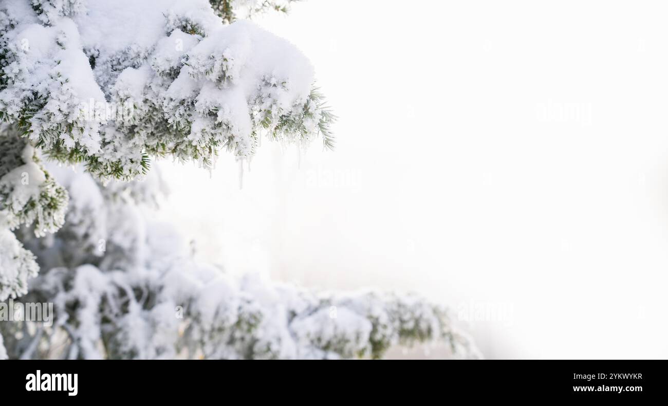 Pine winter snowy forest hi-res stock photography and images - Alamy