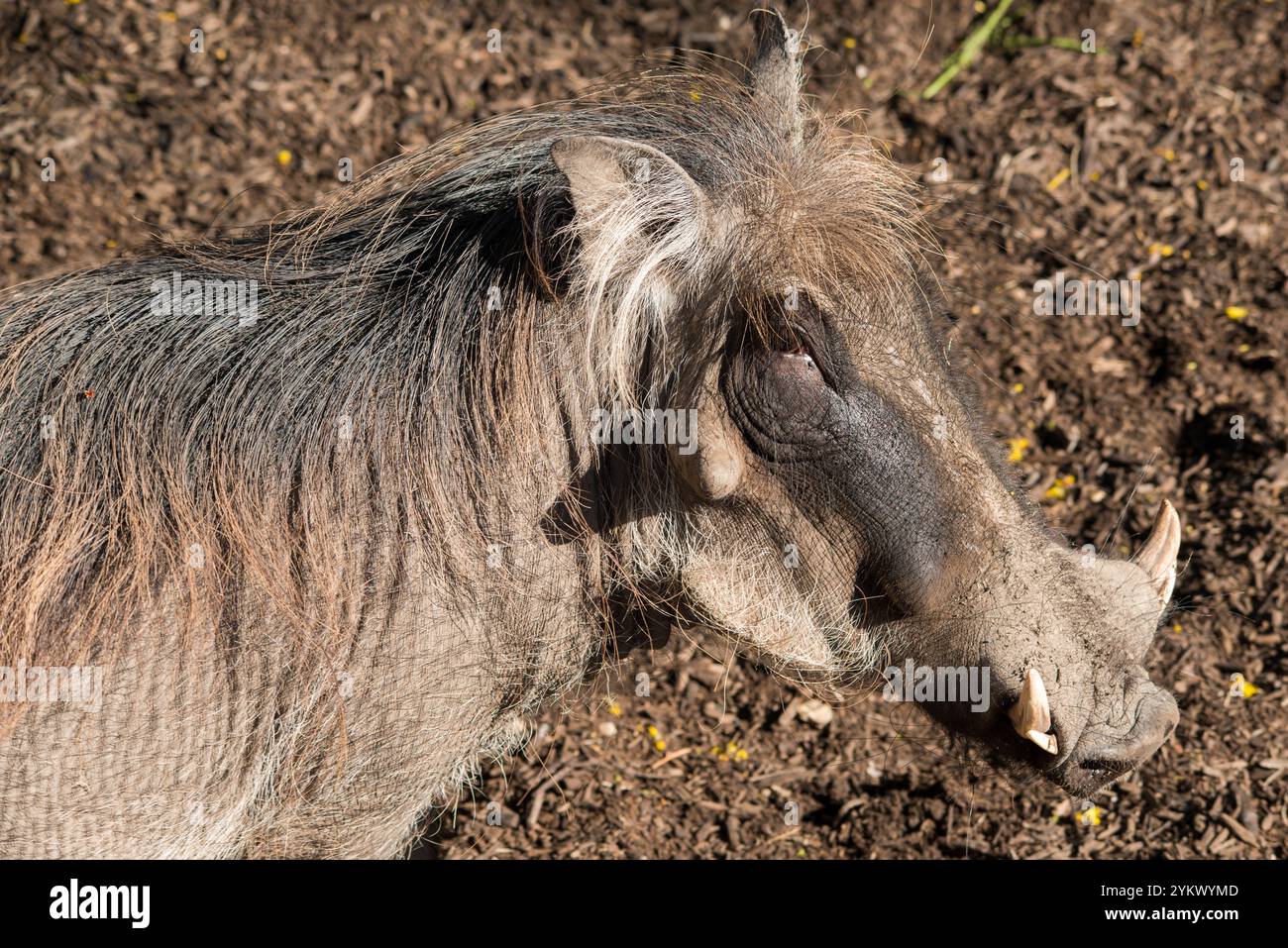 Warthog head large tusks hi-res stock photography and images - Alamy