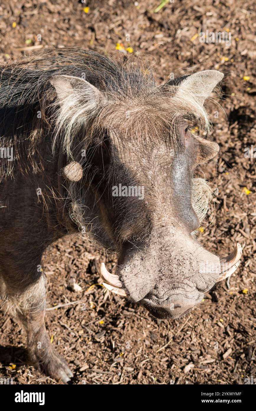 Common warthog outdoors hi-res stock photography and images - Alamy