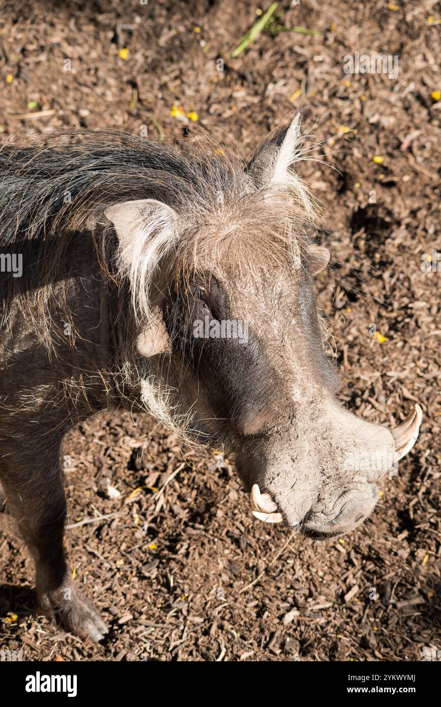 Warthog behavior hi-res stock photography and images - Alamy